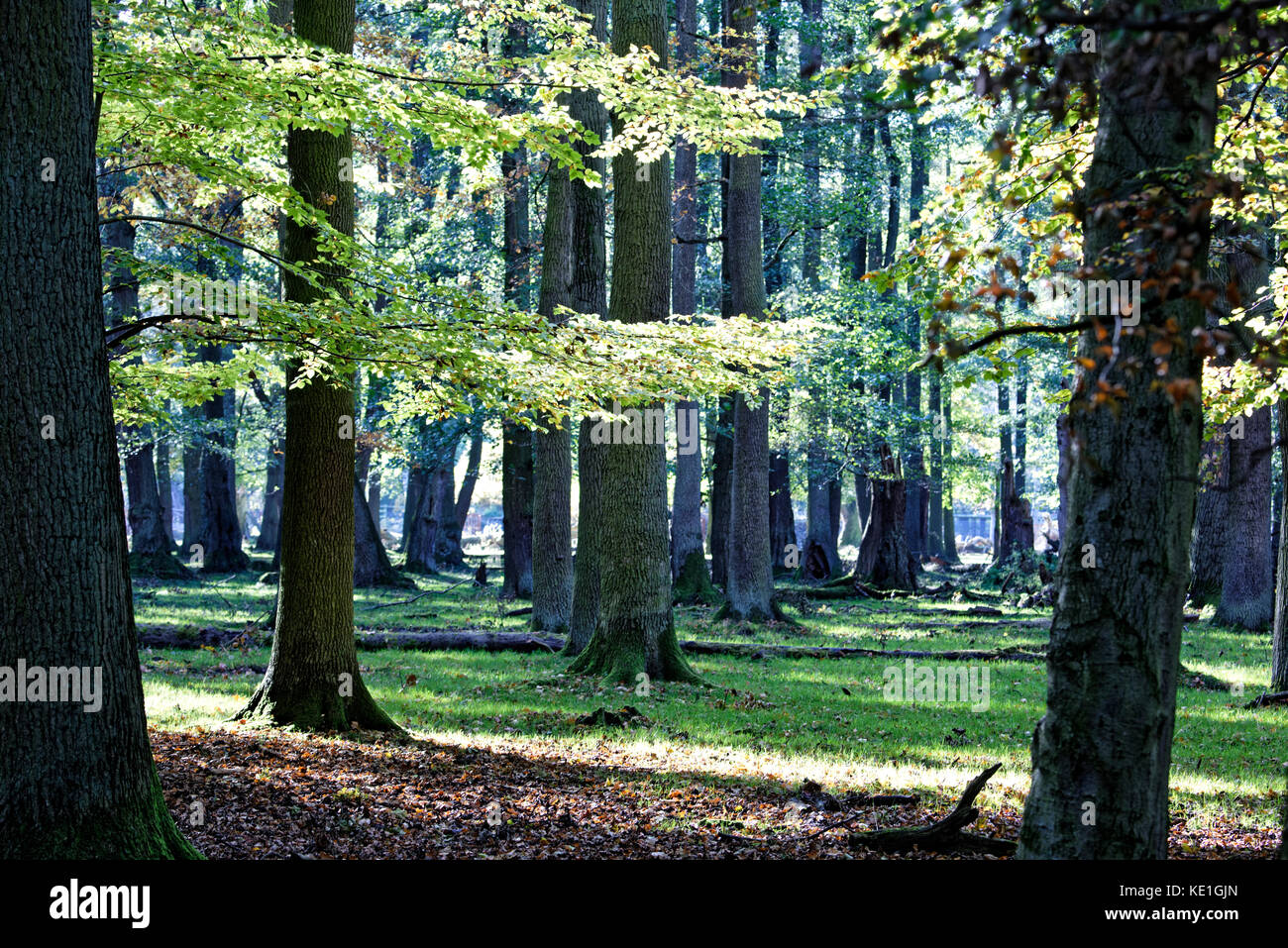 Autumn in Deister by Hanover ,Germany Stock Photo - Alamy