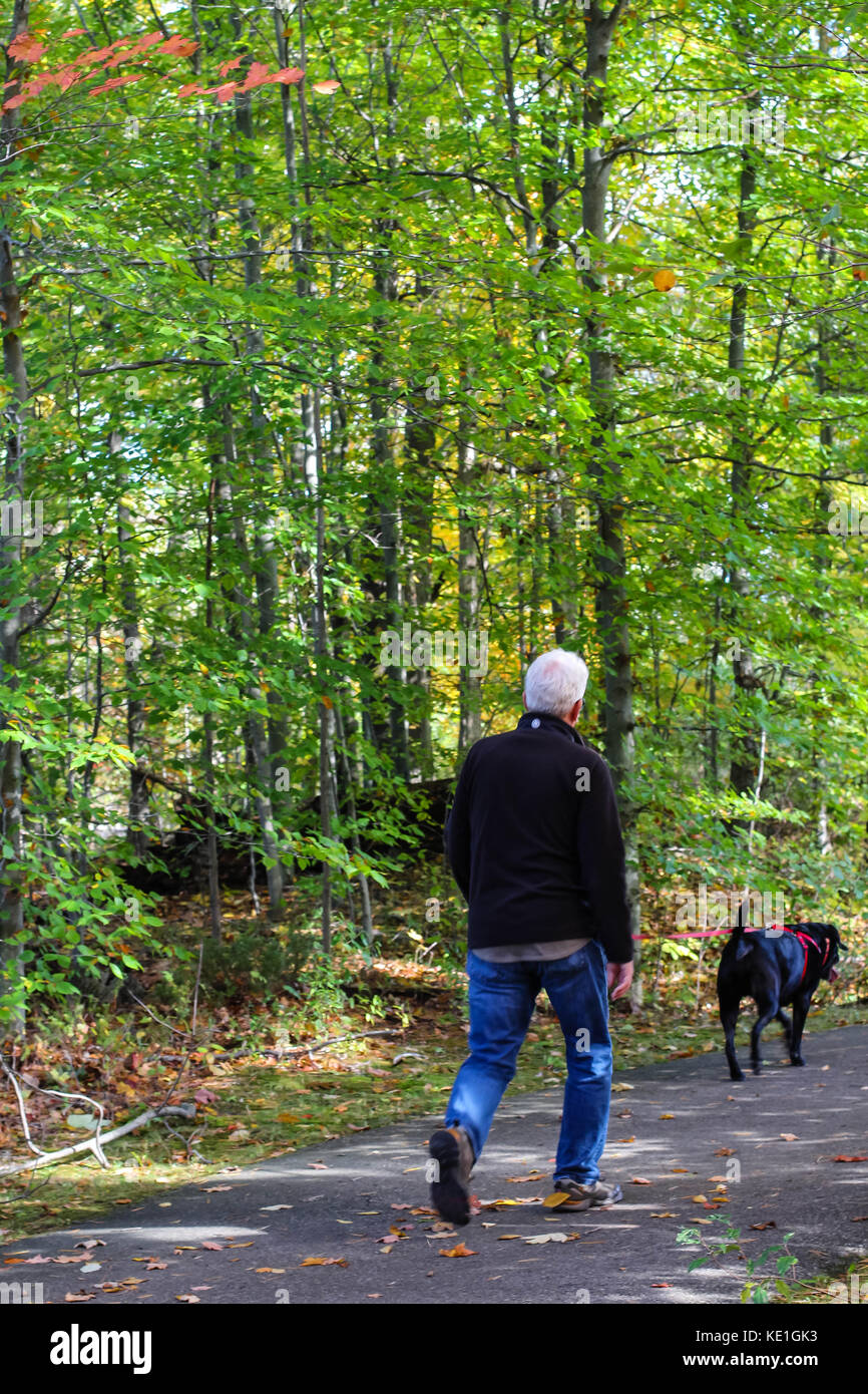 A man walks his dog down a path in the forest in october in Michigan ...