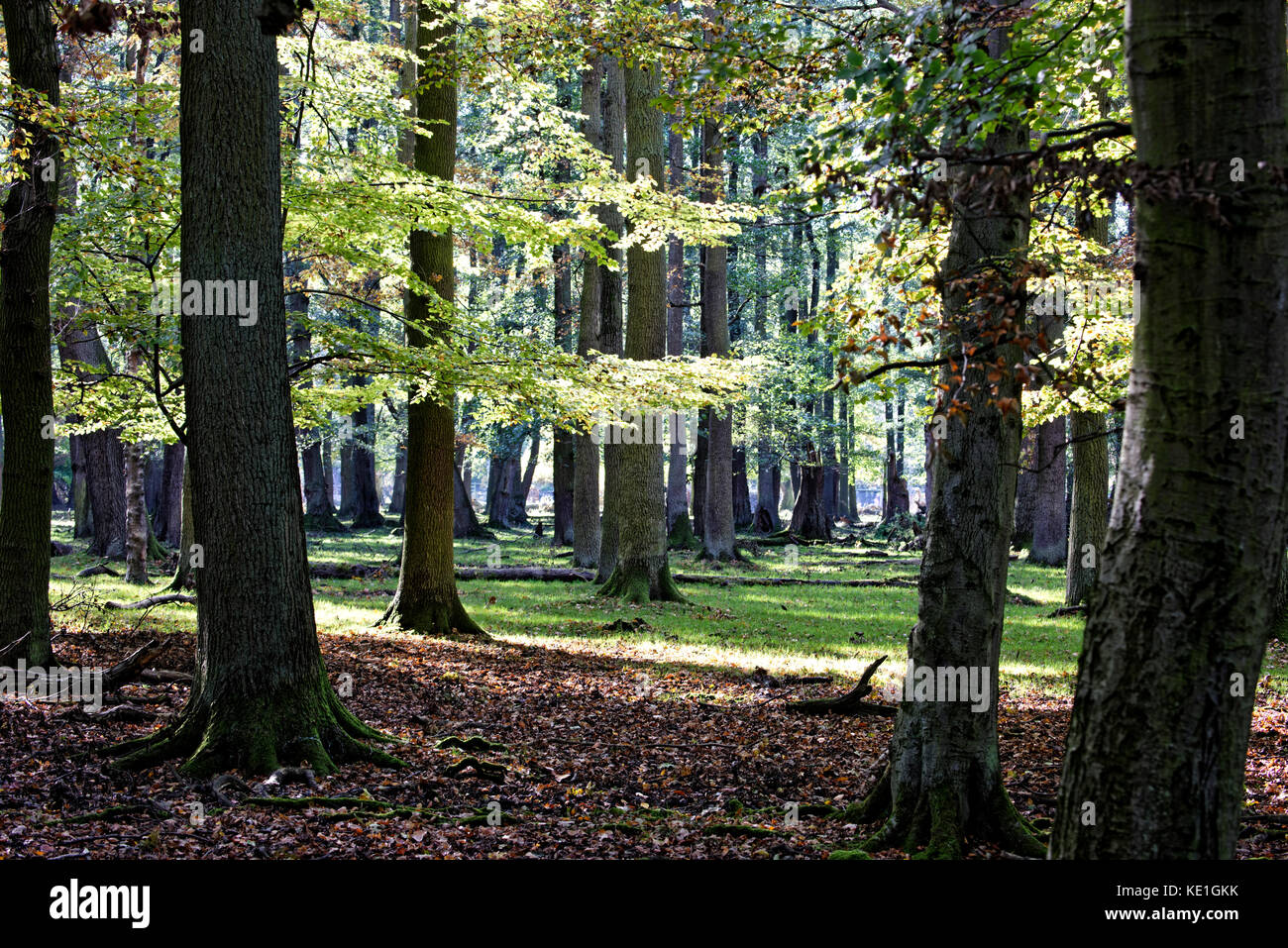 Autumn in Deister by Hanover ,Germany Stock Photo - Alamy
