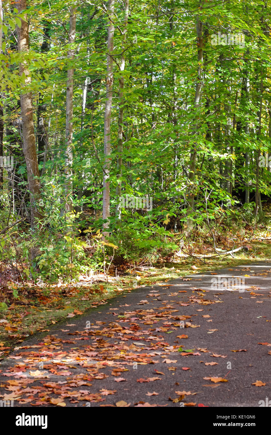 An autumn walk with fall colors in the woods Stock Photo - Alamy