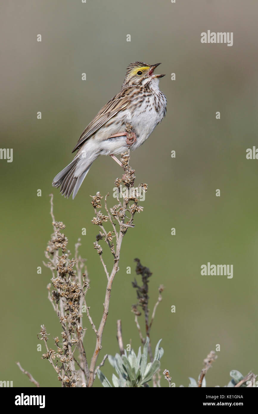 Passerculus animal animals hi-res stock photography and images - Alamy