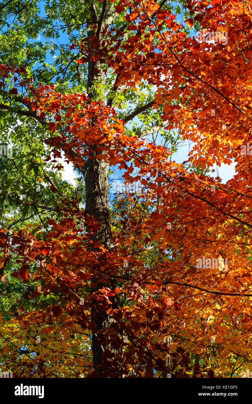Autumn Trees in Michigan on a walk on a sunny day in a state park Stock ...