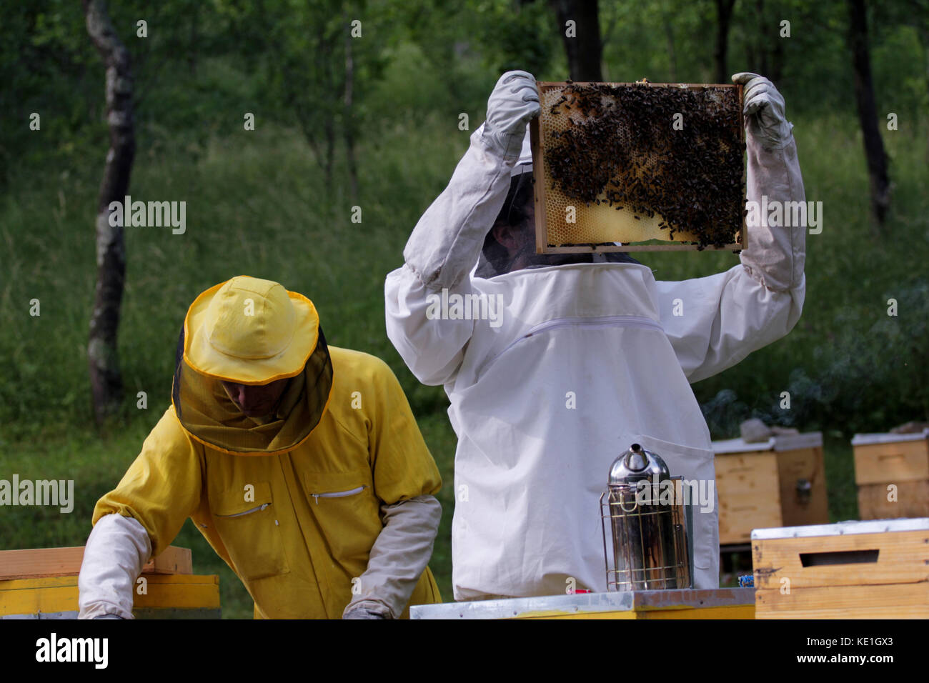 Beekeepers checking hive Stock Photo - Alamy