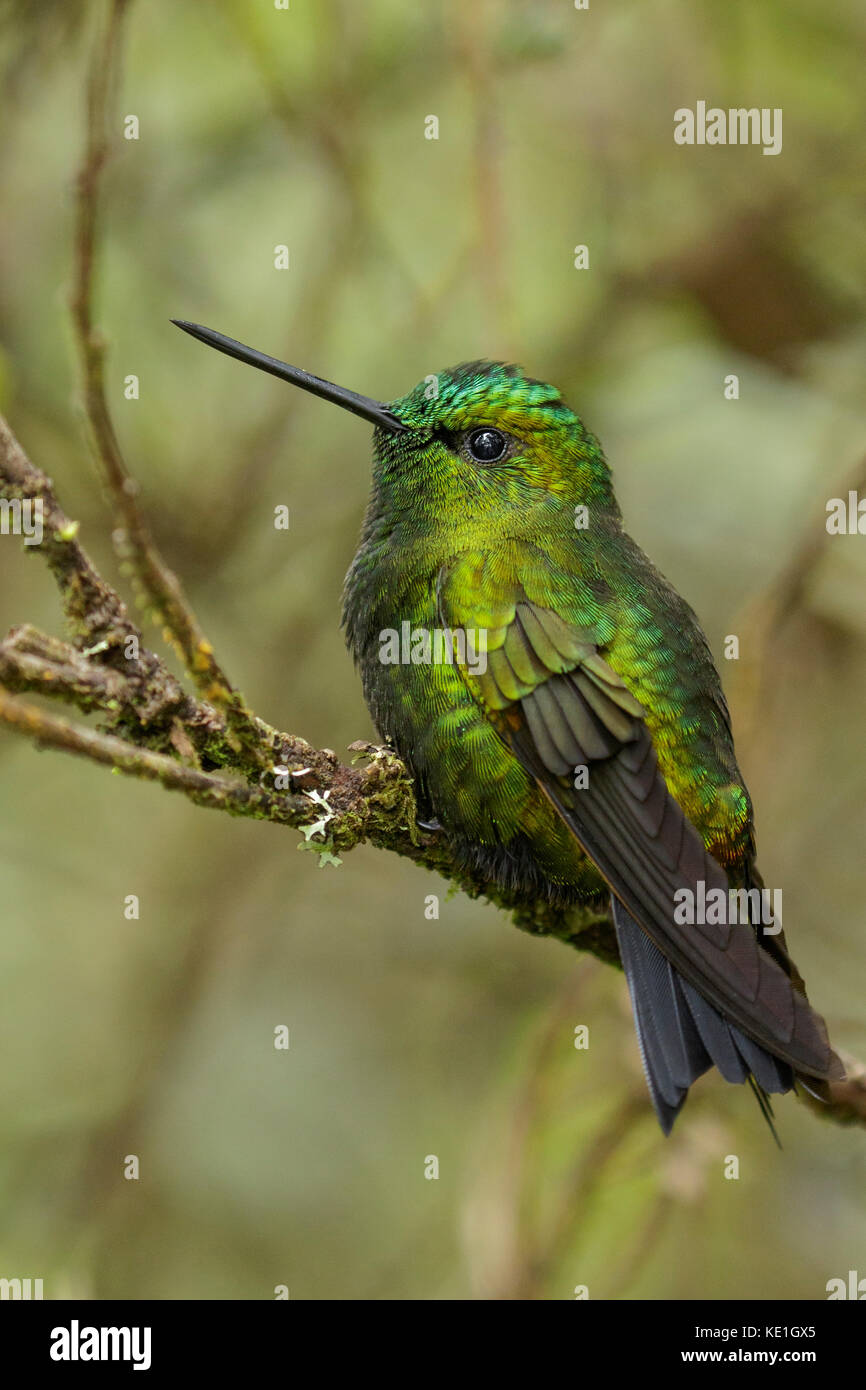 Black-thighed Puffleg (Eriocnemis derbyi) perched on a branch in the ...