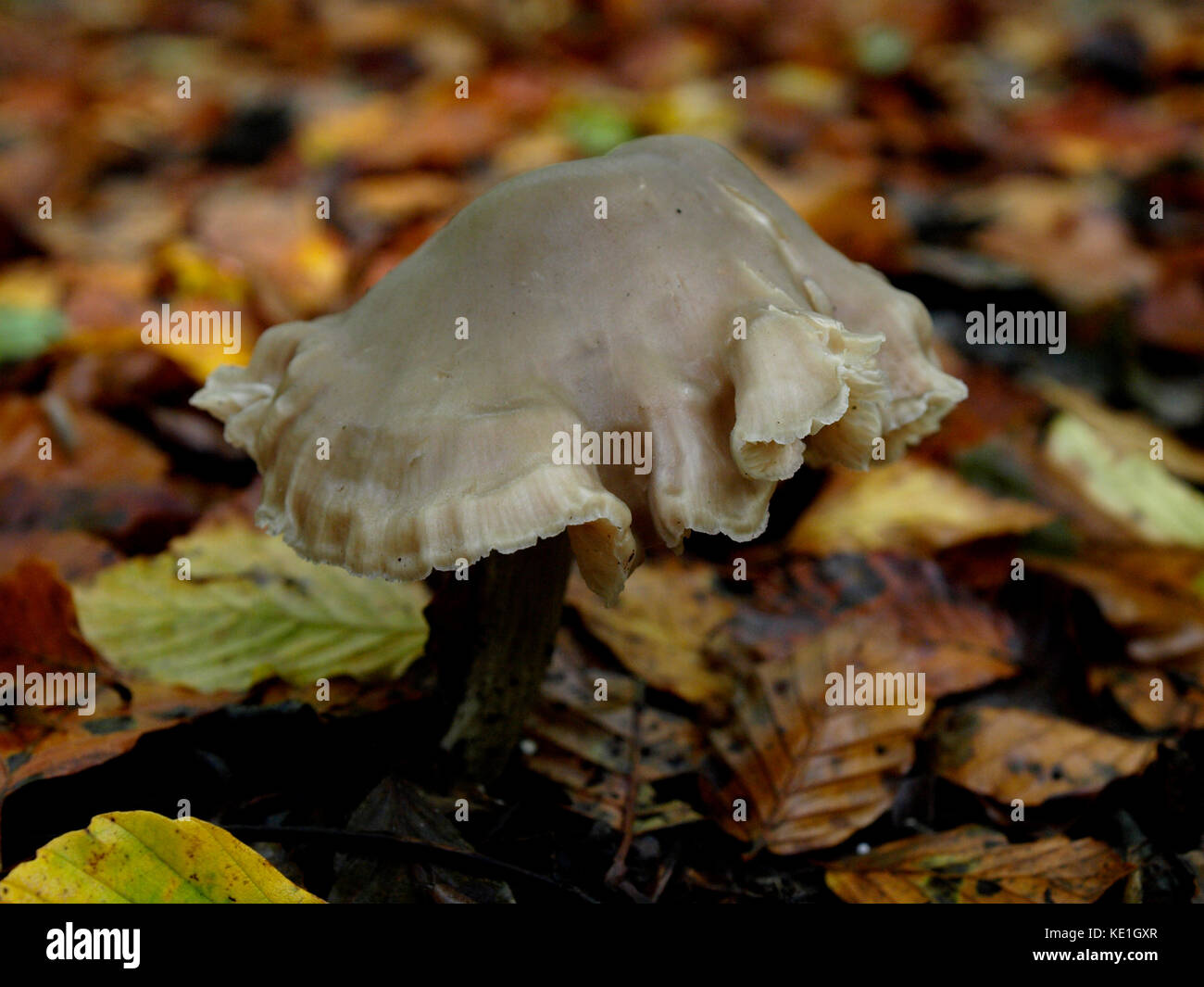 Leaves and fungi hi-res stock photography and images - Alamy