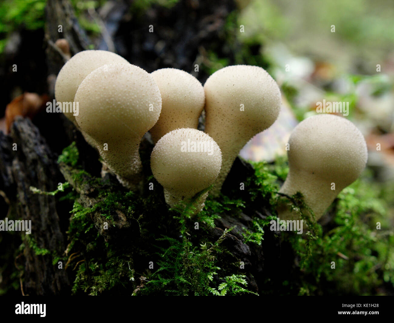 Devils snuff box hi-res stock photography and images - Alamy