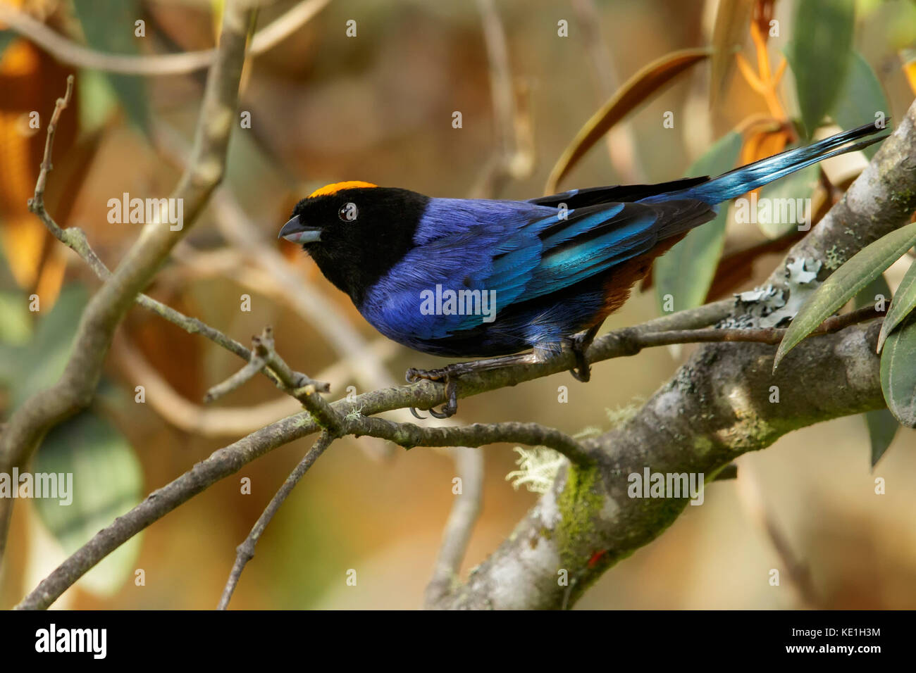 Golden-crowned Tanager (Iridosornis rufivertex) perched on a branch in ...