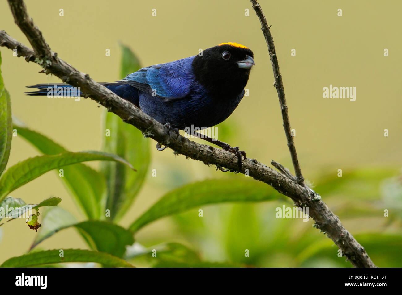 Golden-crowned Tanager (Iridosornis rufivertex) perched on a branch in ...