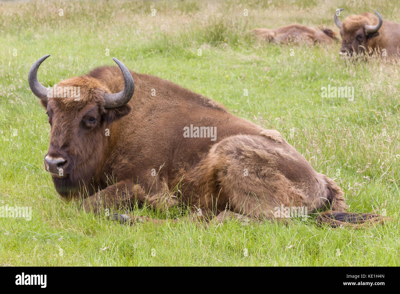 Male species of the European Bison in grasslands Stock Photo - Alamy
