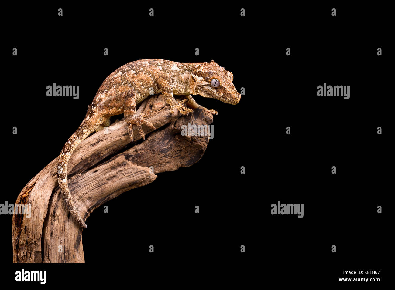 Gekko gecko on a tree hi-res stock photography and images - Alamy