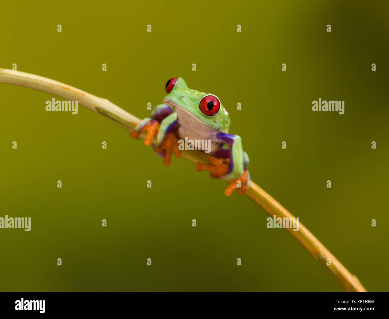 Callidryas or Red Eyed Green Tree Frog from Costa Rica Stock Photo - Alamy