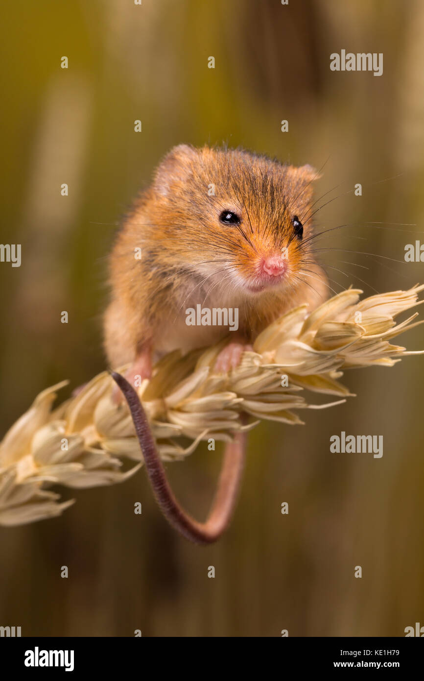 Micromys minutus or Harvest Mouse in wheat field Stock Photo - Alamy