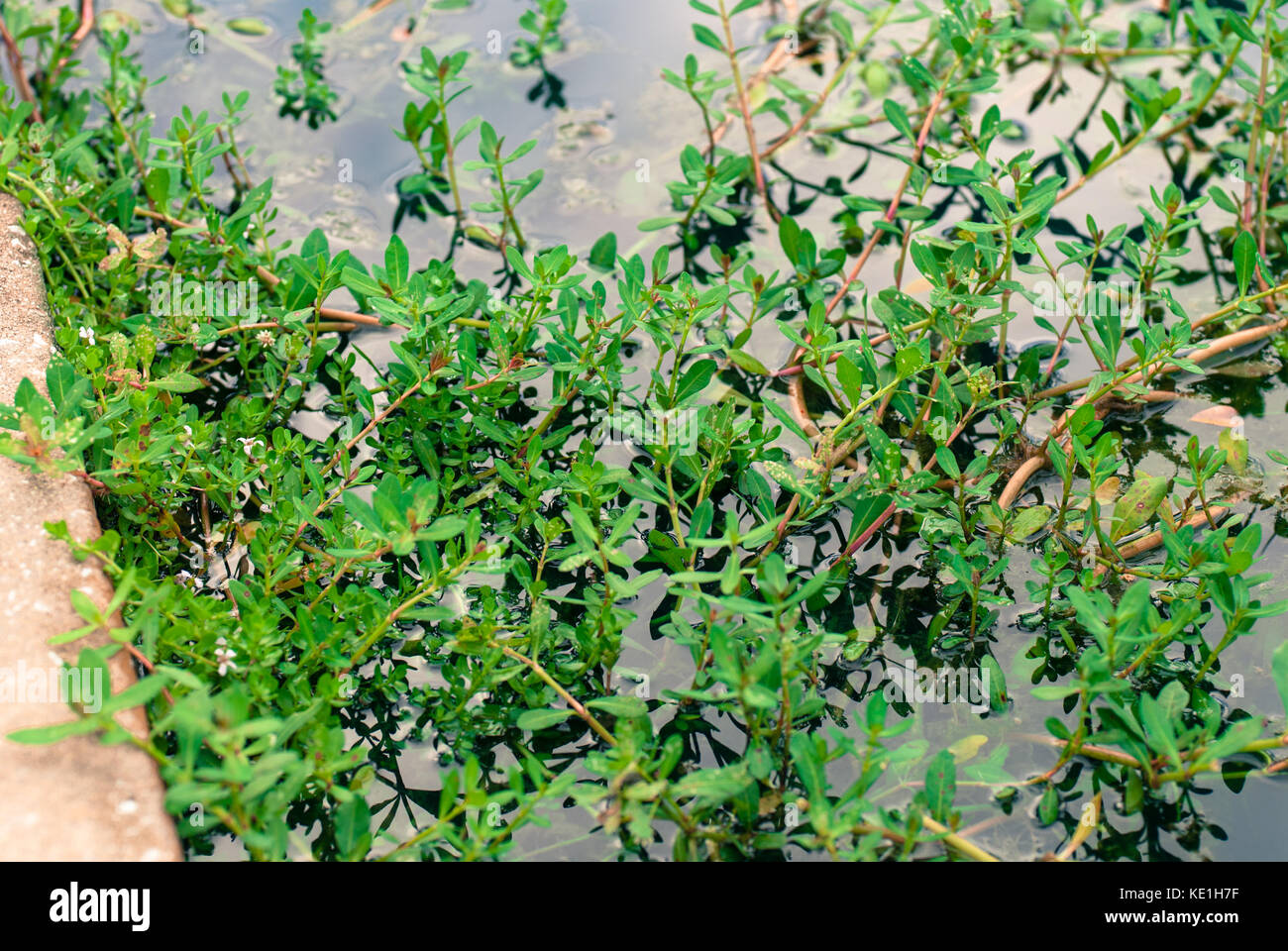 Leafy Plant in Water Stock Photo - Alamy