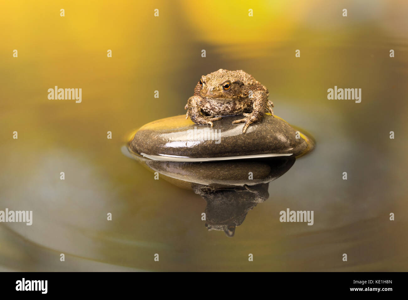 Pebble toad hi-res stock photography and images - Alamy