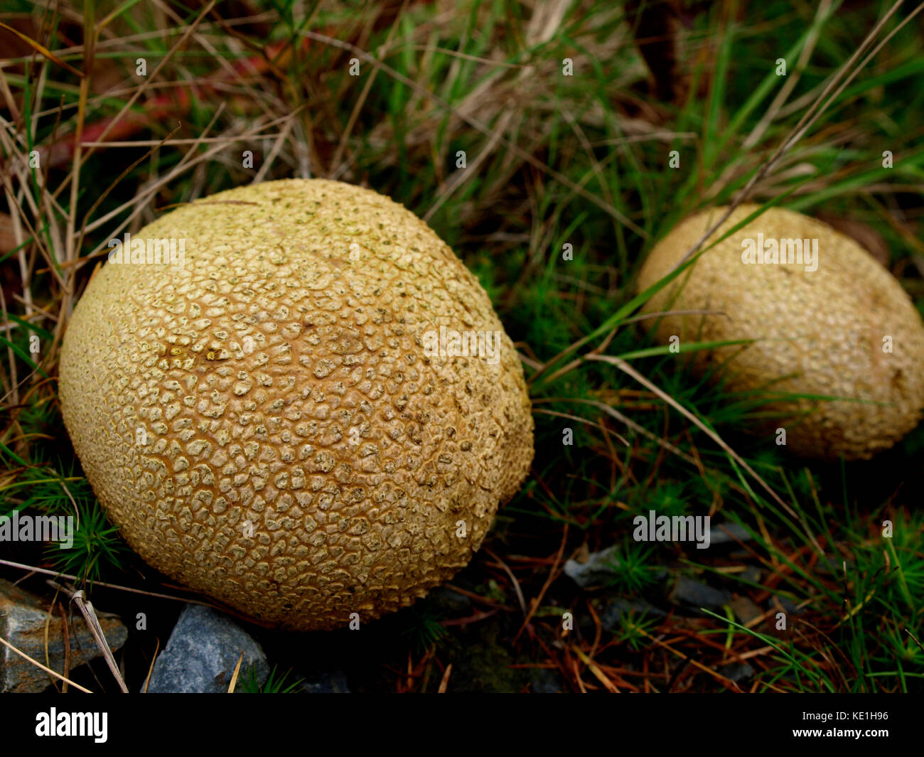 Scleroderma citrinum - Common Earthball, UK Stock Photo - Alamy