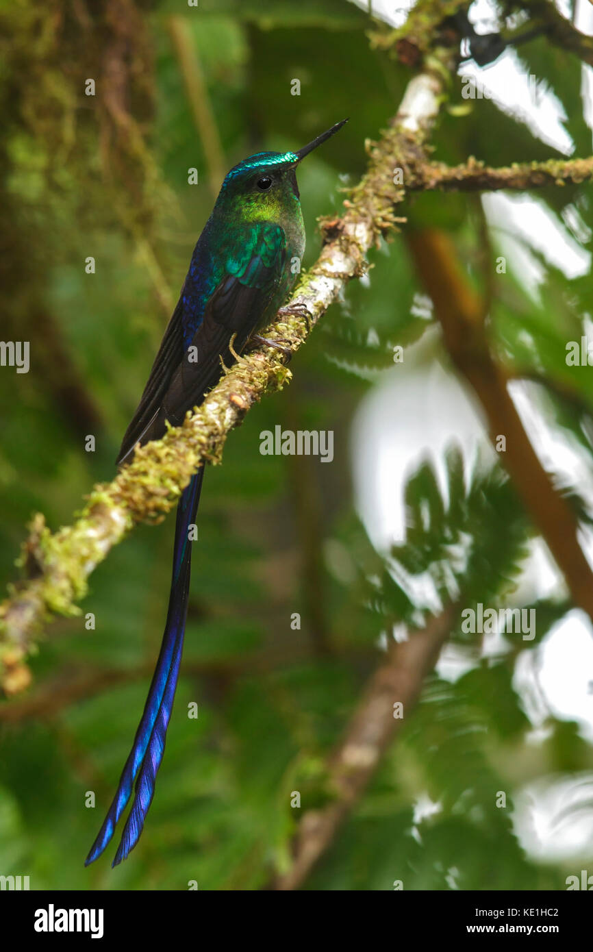 Violet-tailed Sylph (Aglaiocercus coelestis) perched on a branch in the ...