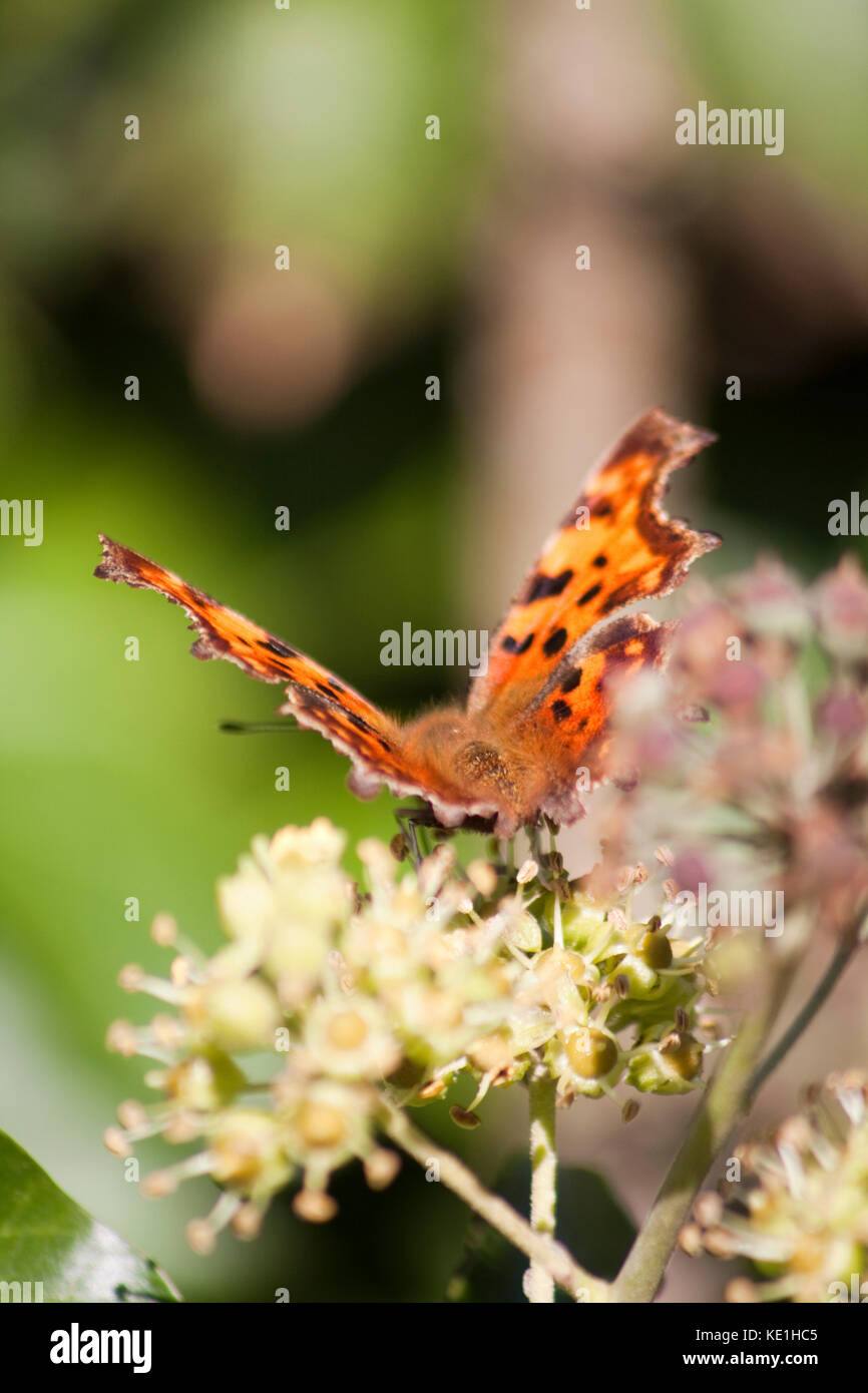 Comma patterns hi-res stock photography and images - Alamy