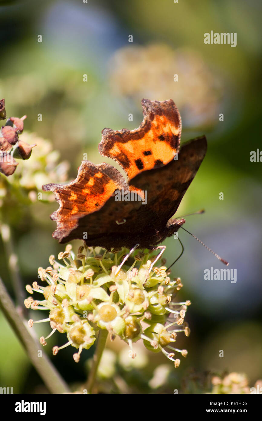 Comma patterns hi-res stock photography and images - Alamy