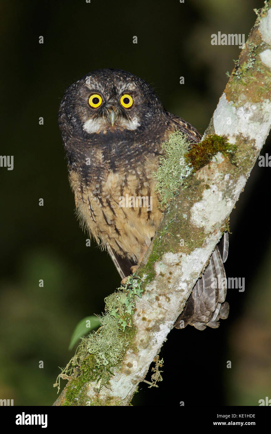 White-throated Screech Owl (Megascops albogularis) perched on a branch ...