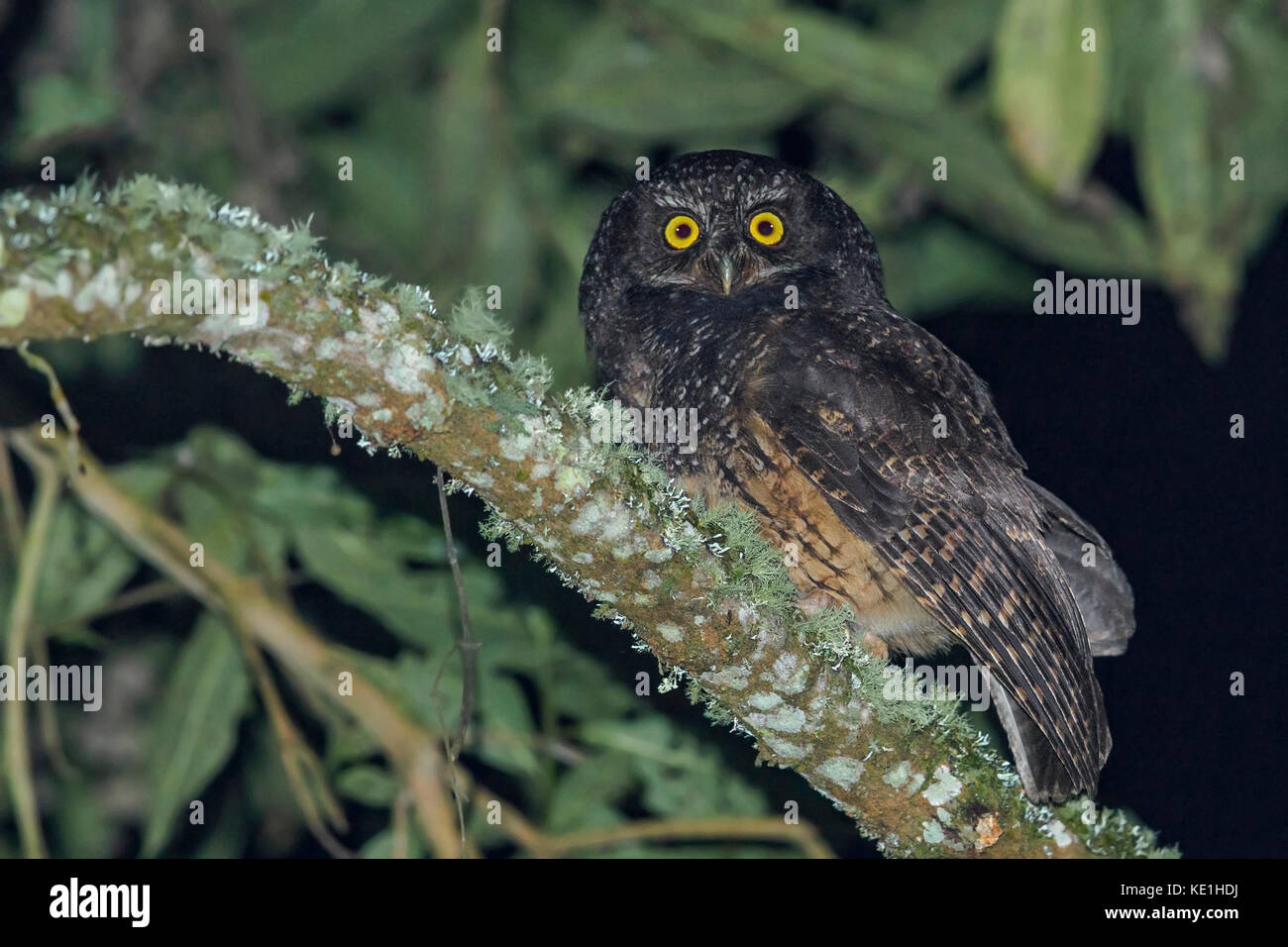 White-throated Screech Owl (Megascops albogularis) perched on a branch ...