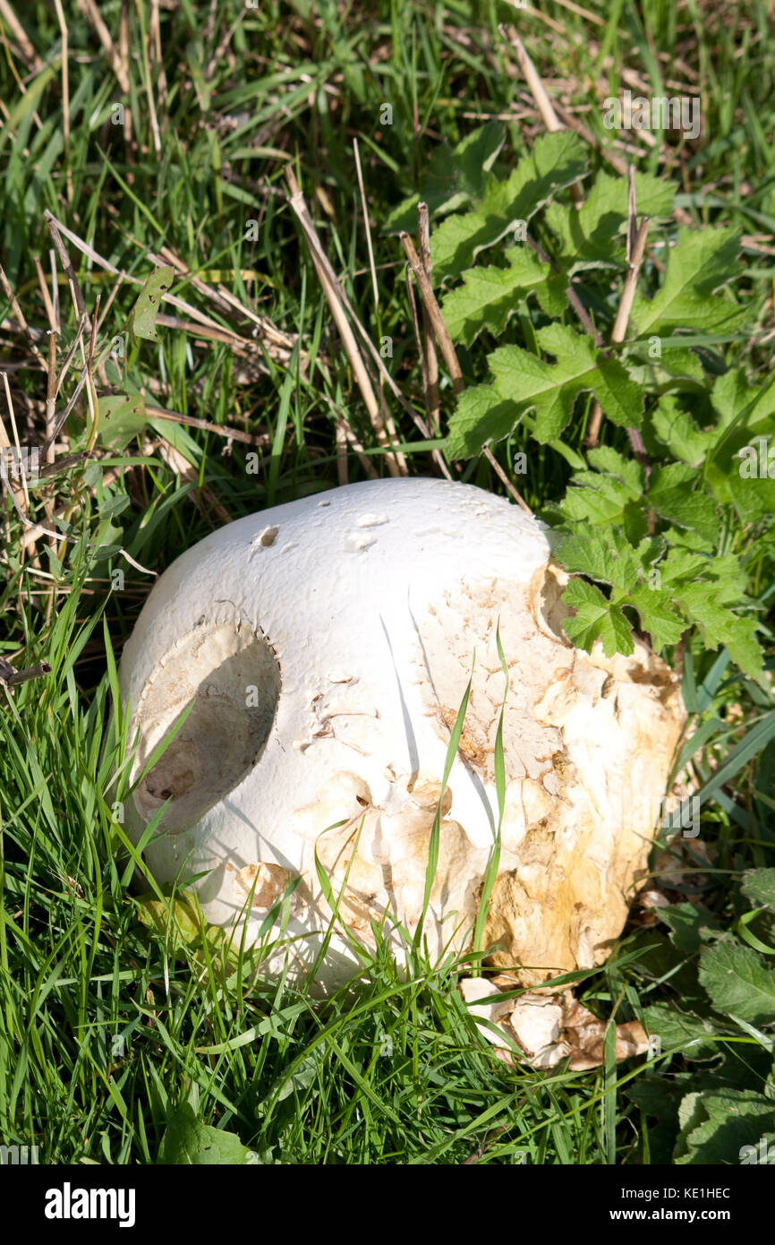 Puffball Mushroom Stock Photos & Puffball Mushroom Stock Images - Alamy