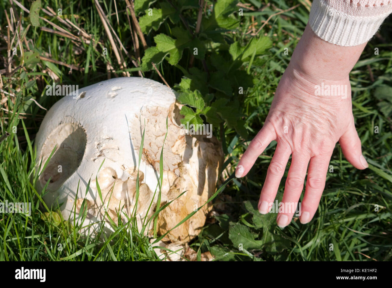 White Puffball Mushroom Stock Photo - Alamy