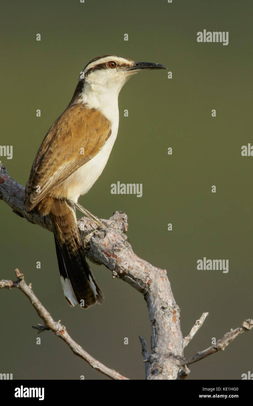 Bicolored Wren (Campylorhynchus griseus) perched on a branch in the ...