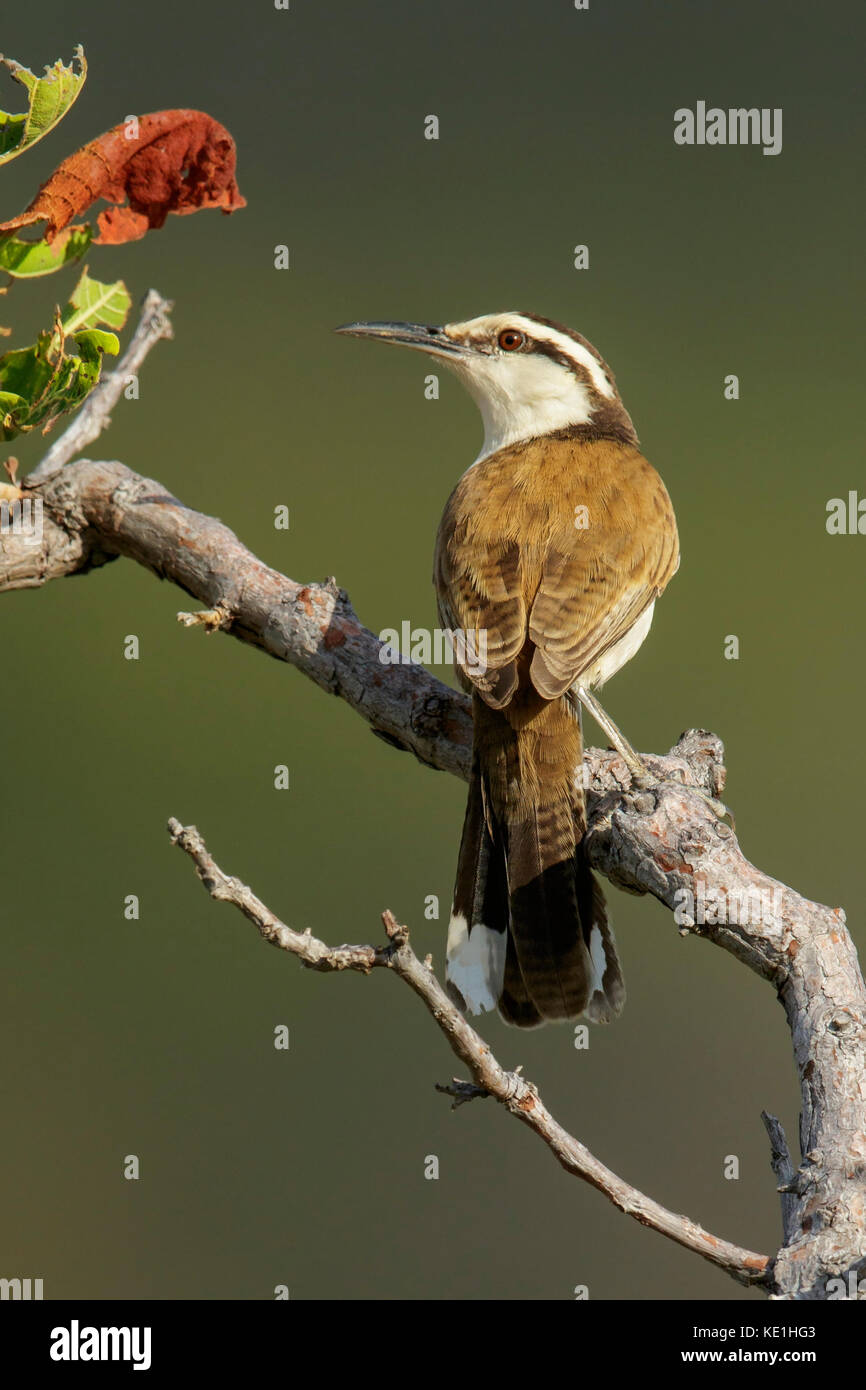 Bicolored Wren (Campylorhynchus griseus) perched on a branch in the ...