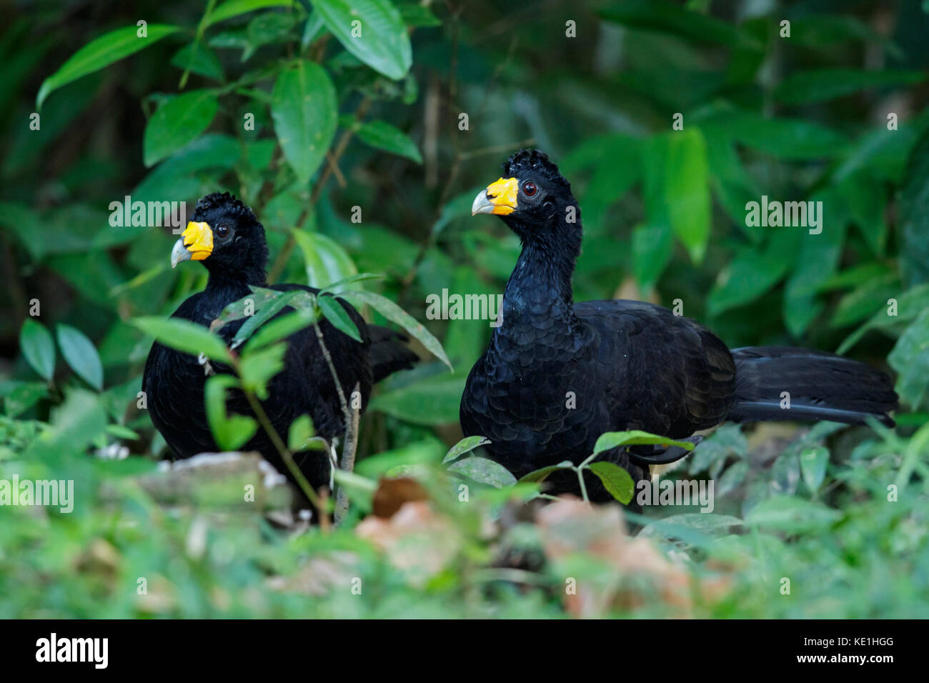 Black Curassow (Crax alector) perched on the ground in the rainforest ...