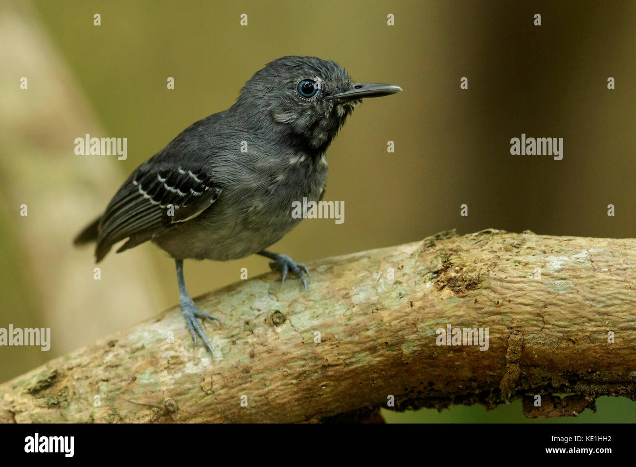 Black-chinned Antbird (Hypocnemoides melanopogon) perched on a branch ...