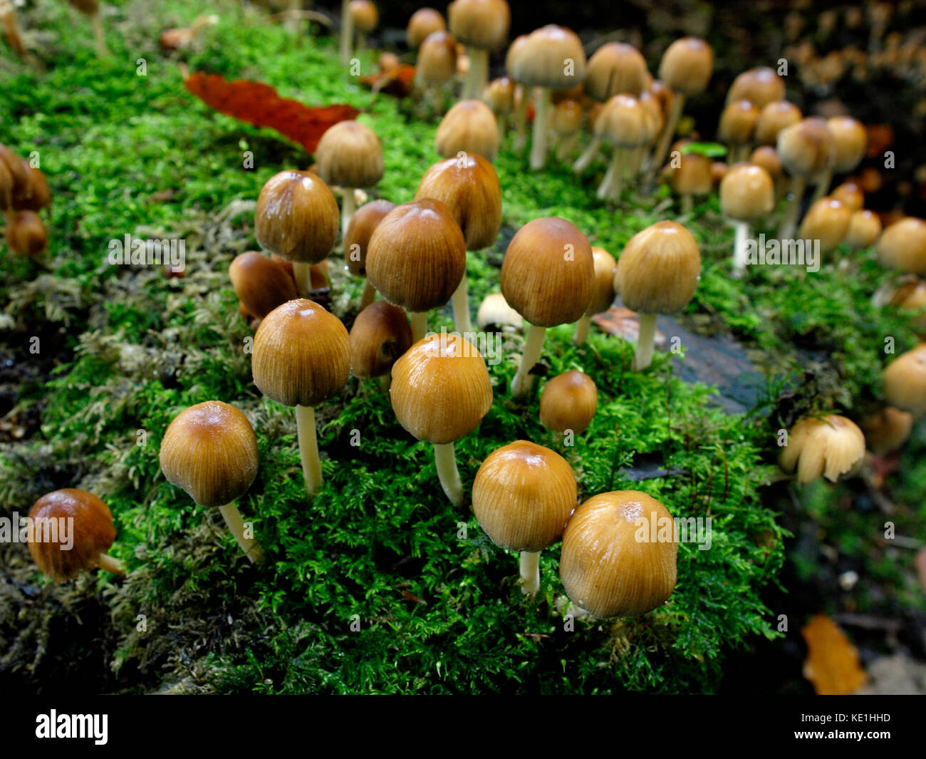 Glistening Inkcap, Coprinellus micaceus, UK Stock Photo - Alamy