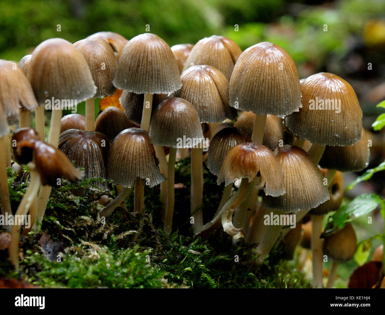 Inkcap fungi, Coprinus, UK Stock Photo - Alamy