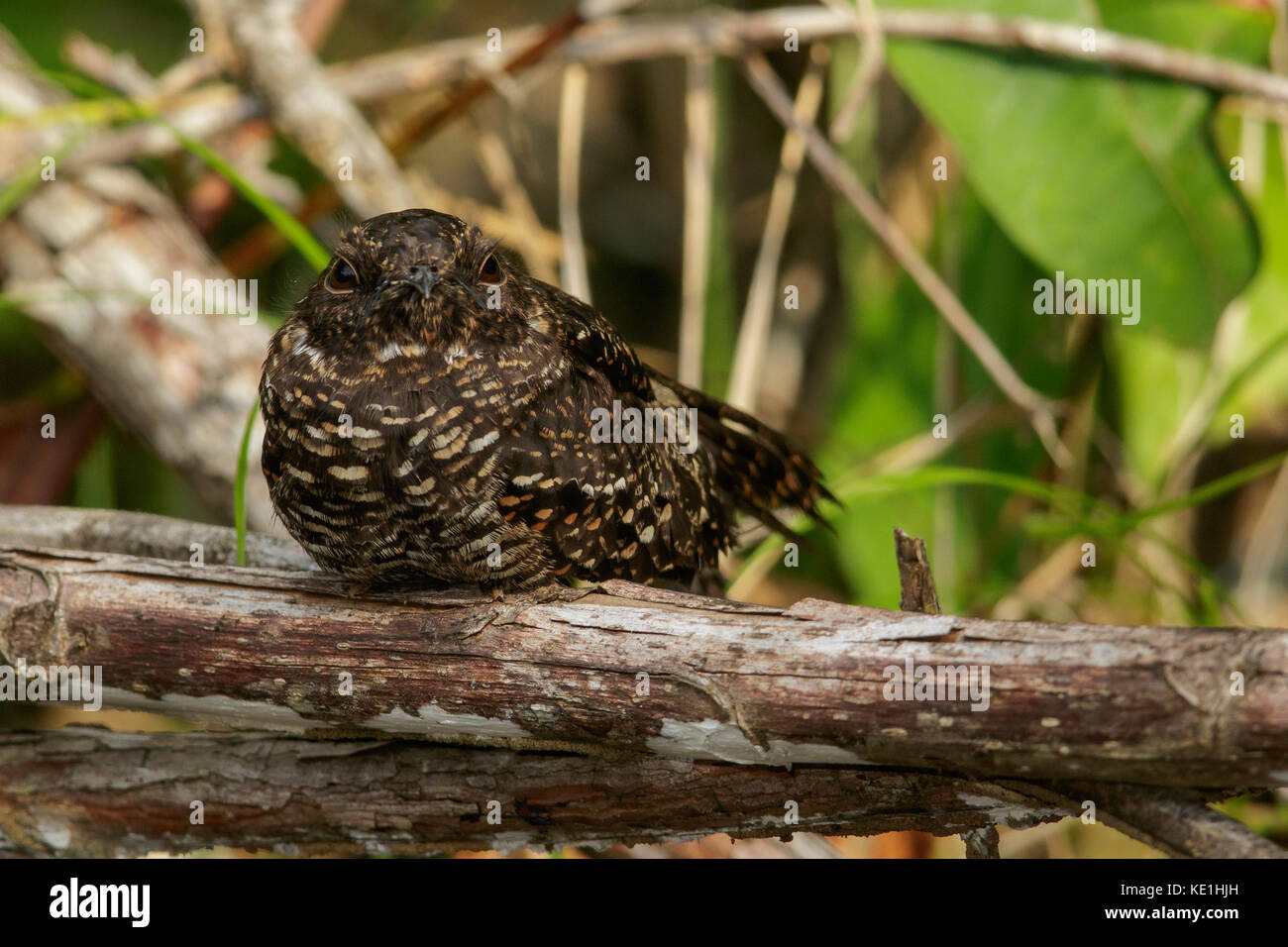 Blackish Nightjar (Nyctipolus nigrescens) perched on a branch in the ...