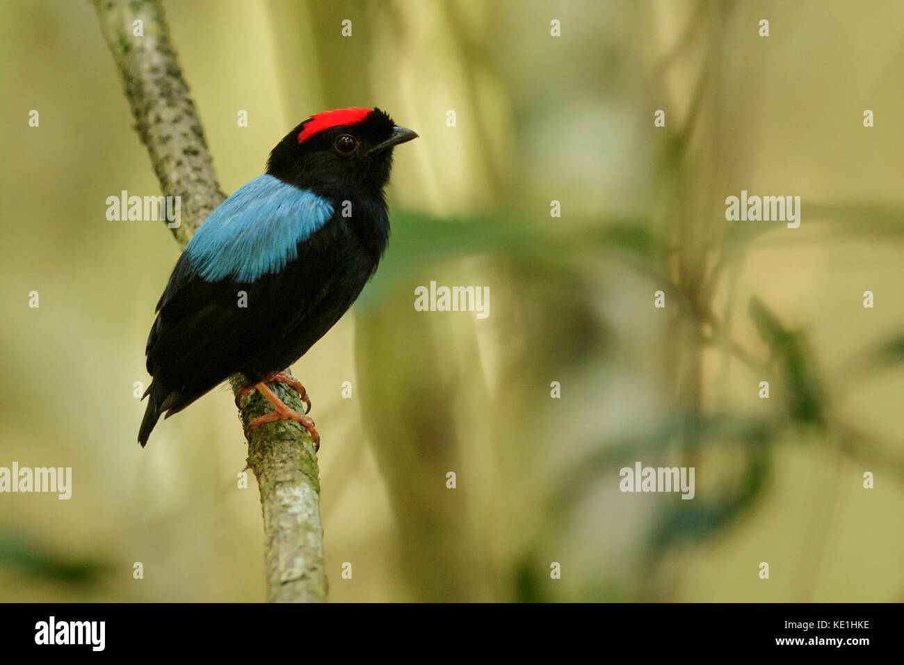 Manakin bird hi-res stock photography and images - Alamy