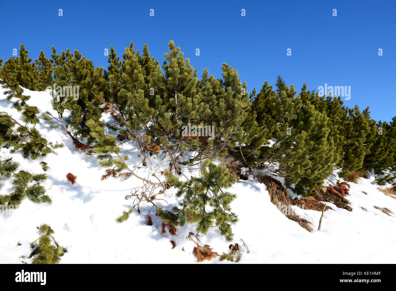 The fir trees are on mountains in Jasna Low Tatras, Slovakia Stock ...
