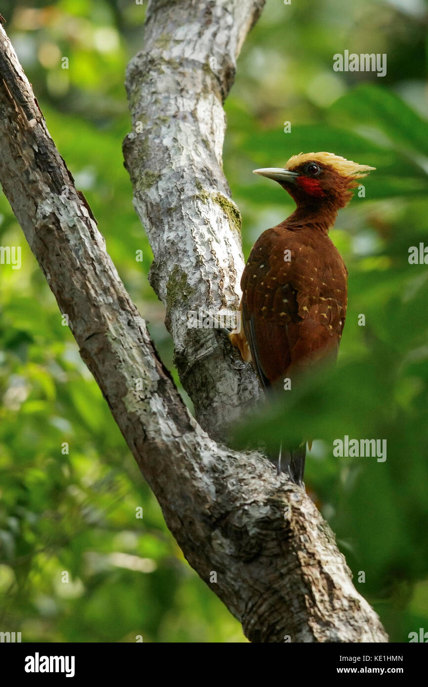 Celeus elegans hi-res stock photography and images - Alamy