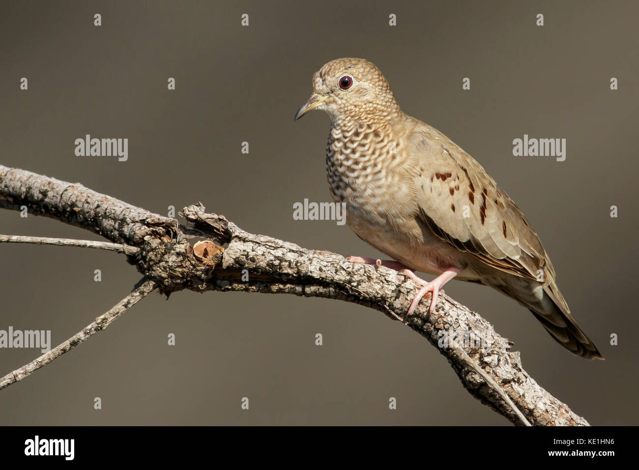 Columbina passerine hi-res stock photography and images - Alamy