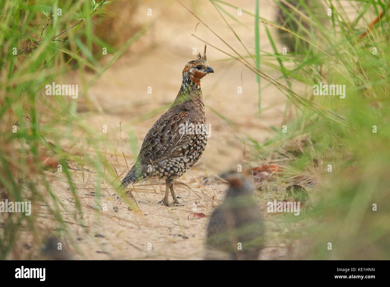 1 crested bobwhite hi-res stock photography and images - Alamy