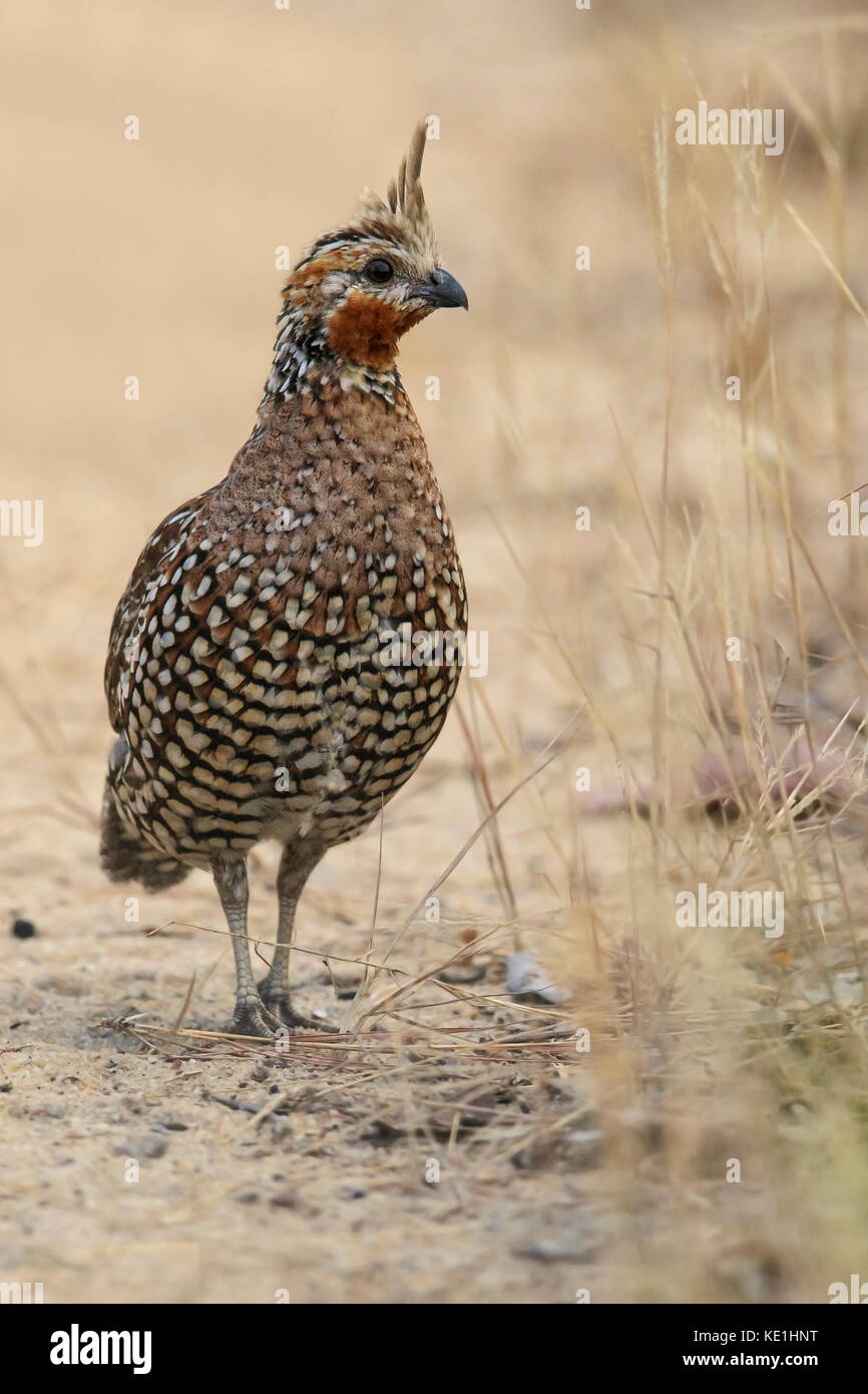 Crested Bobwhite (Colinus cristatus) perched on the ground in the ...