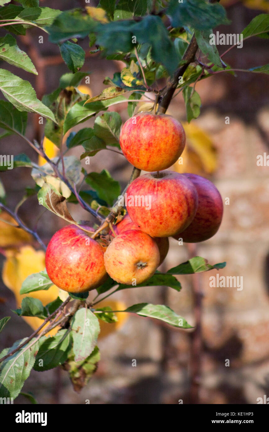 Apple Tree ( Malus domestica Stock Photo - Alamy