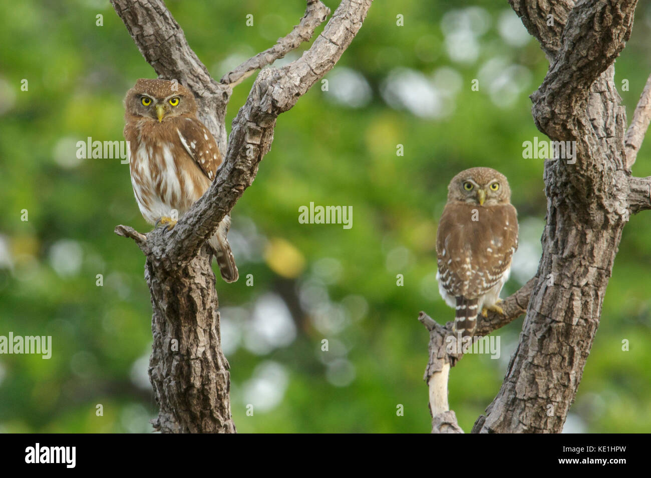 Ferruginous Pygmy Owl (Glaucidium brasilianum) perched on a branch in ...