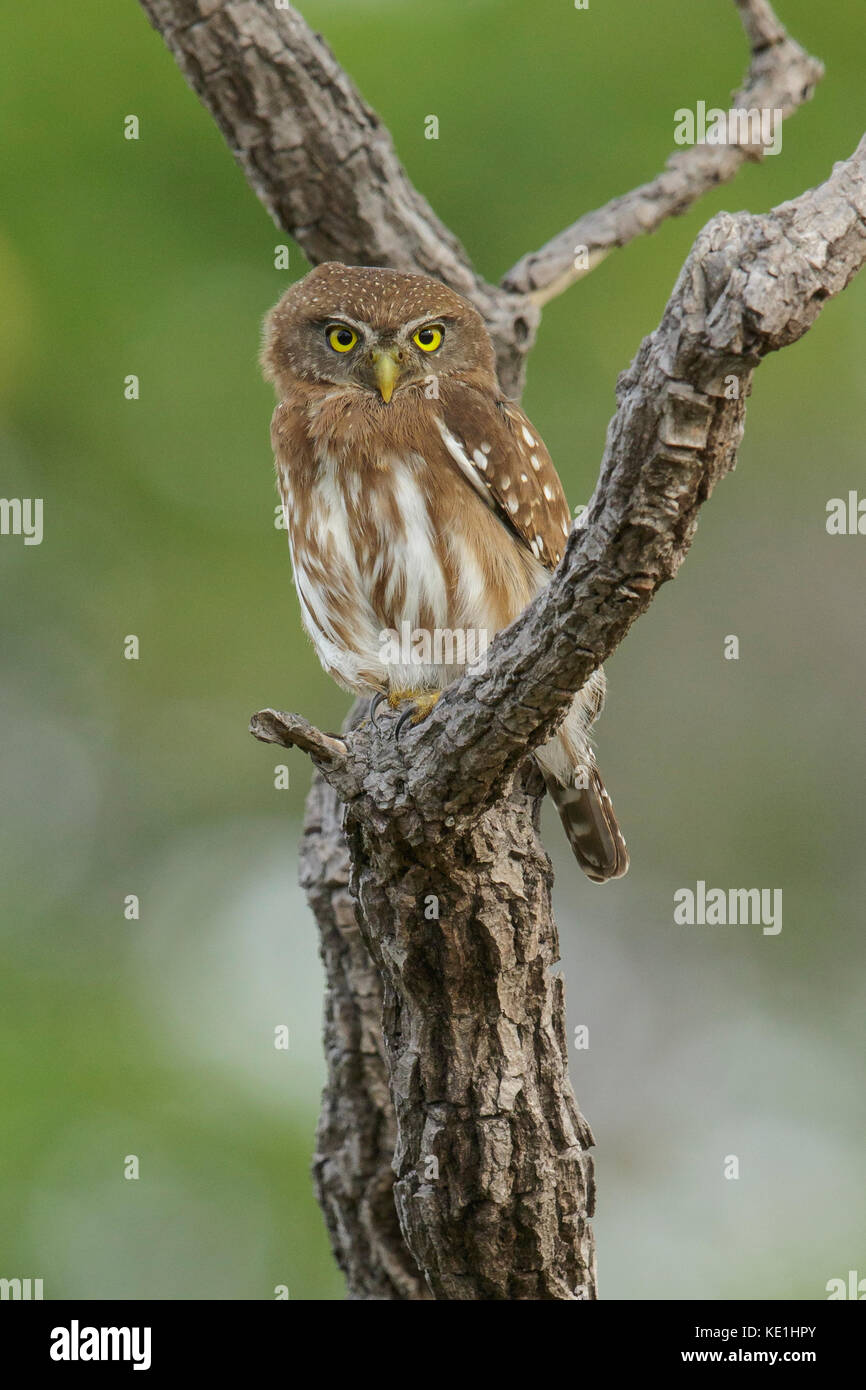 Ferruginous Pygmy Owl (Glaucidium brasilianum) perched on a branch in ...