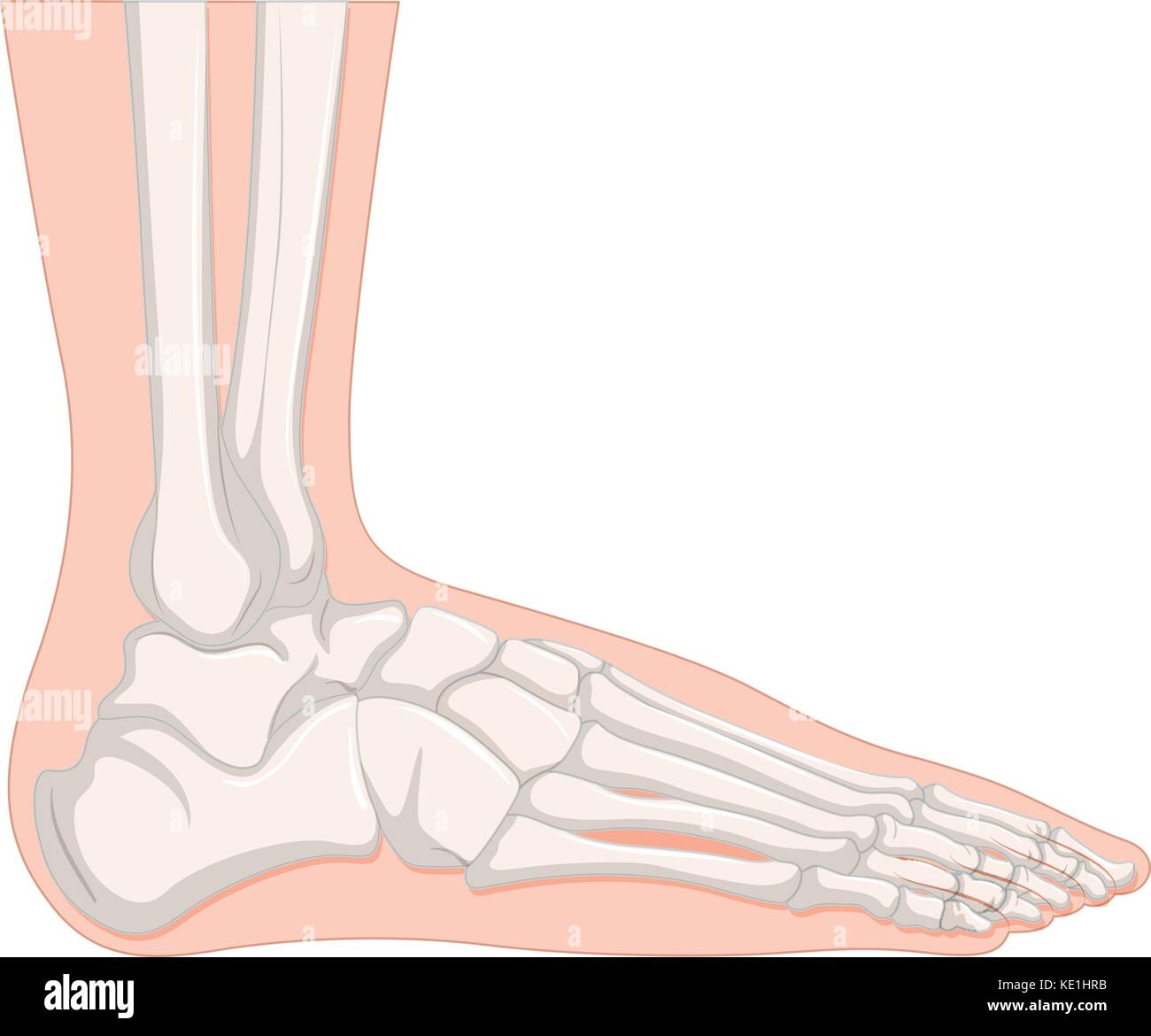 X ray foot vector Stock Vector Images - Alamy