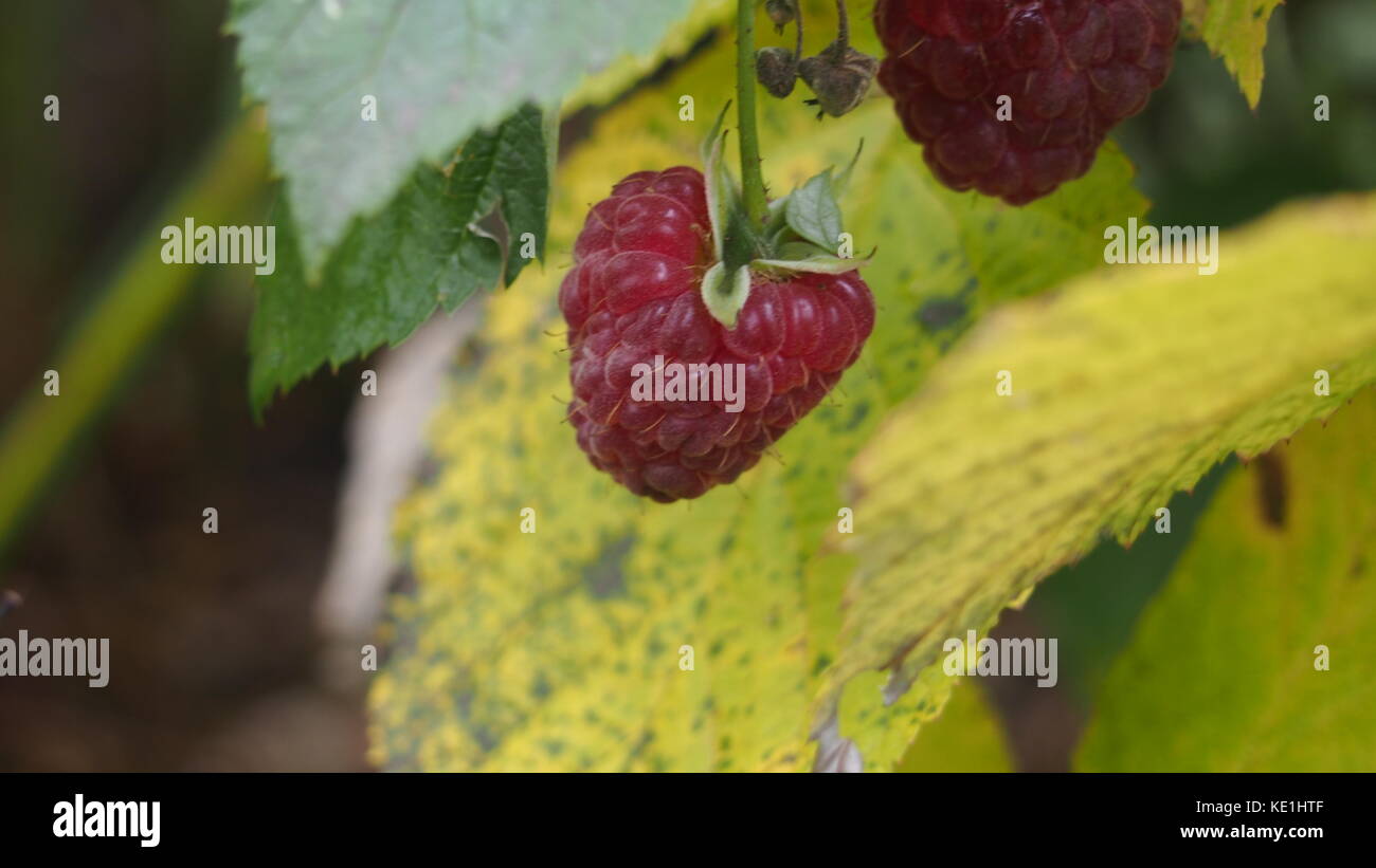 A raspberry hanging on a branch. Harvest. Closeup Stock Photo - Alamy