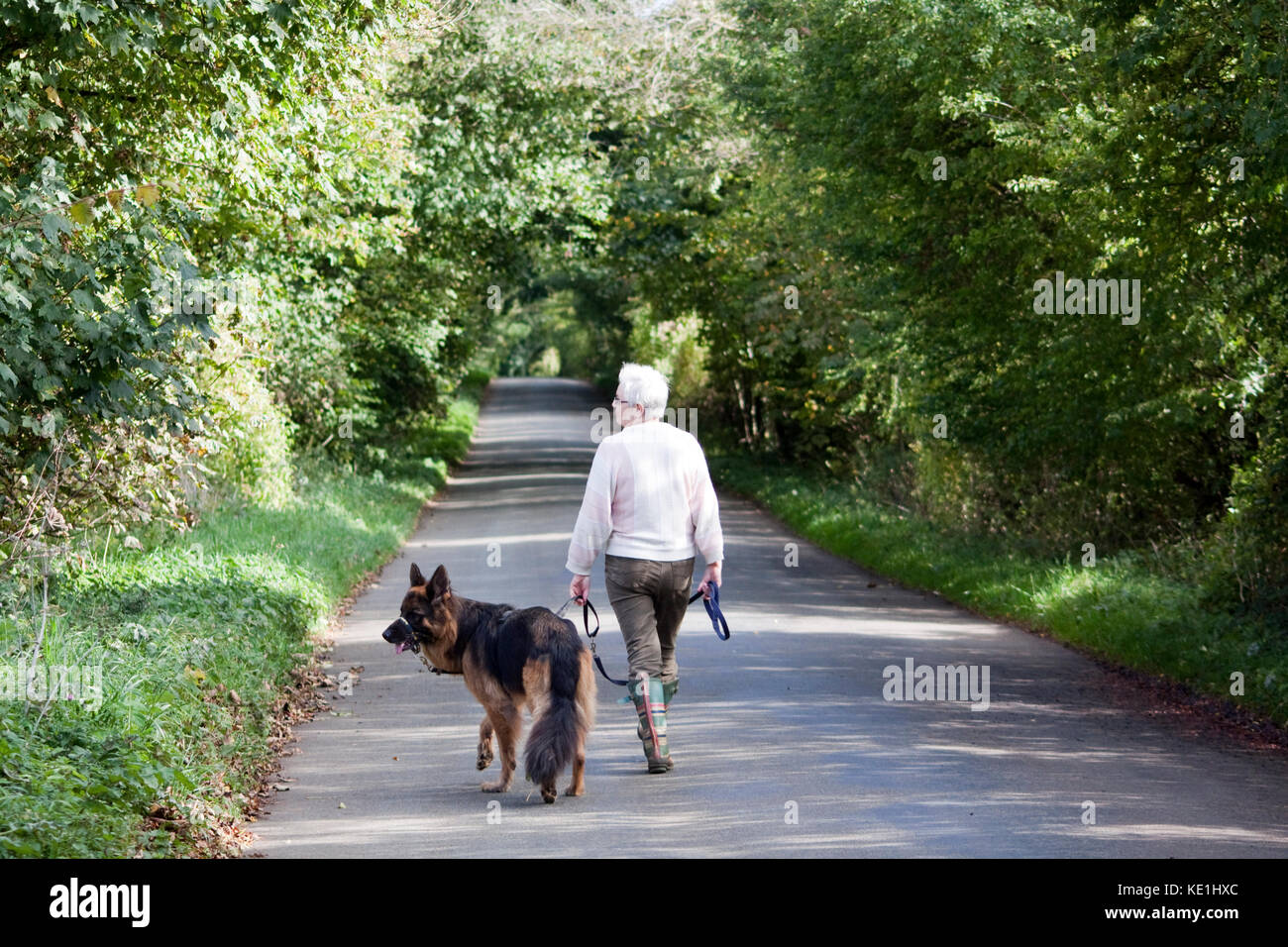 German Shepard going walking Stock Photo - Alamy