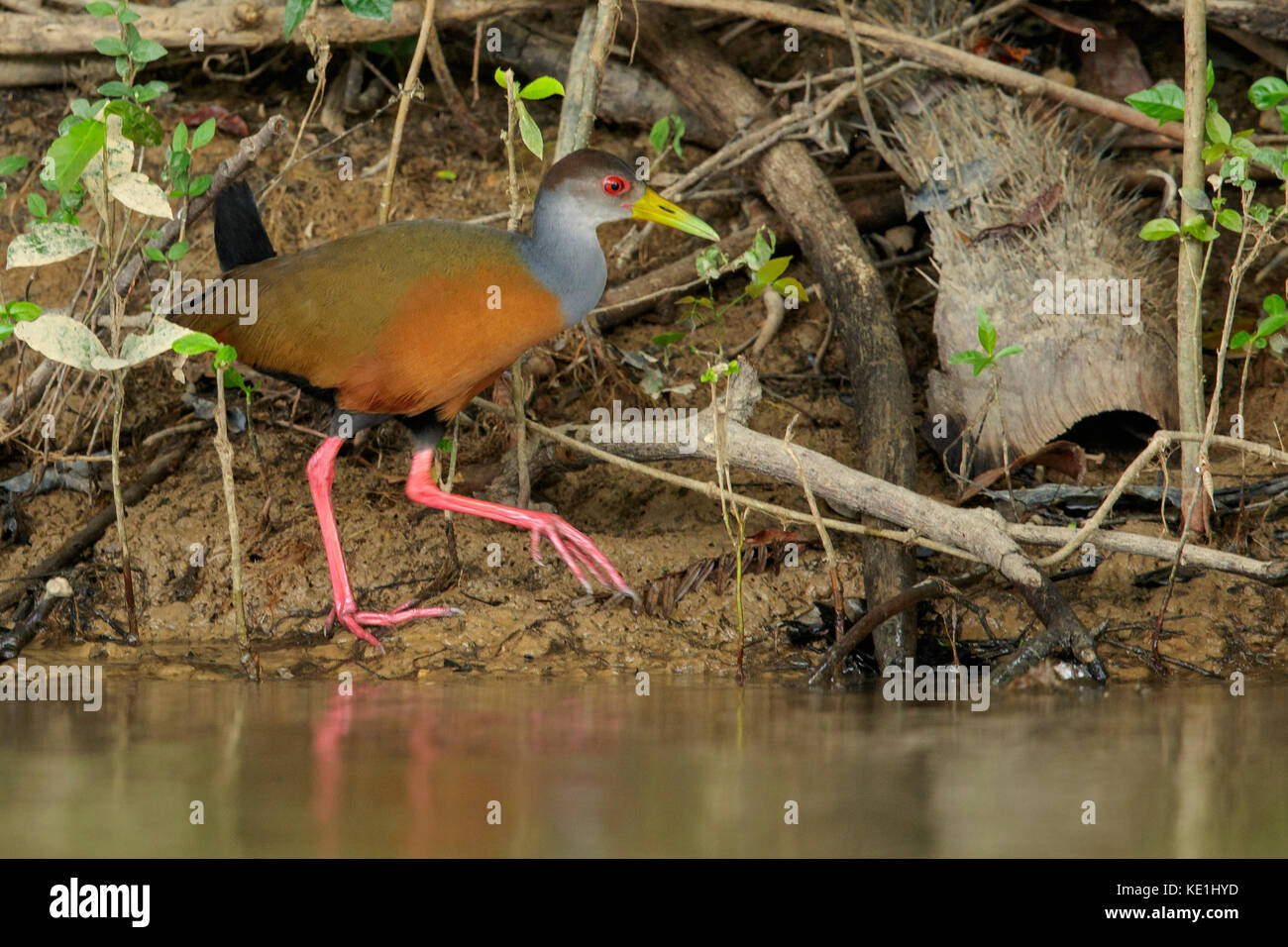 Guyana shoreline hi-res stock photography and images - Alamy