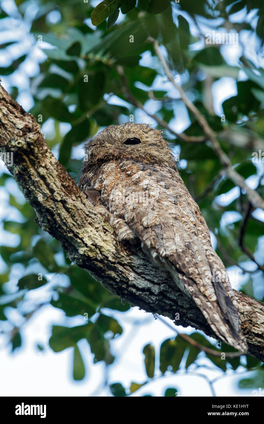 Great Potoo (Nyctibius grandis) perched on a branch in the rainforest ...