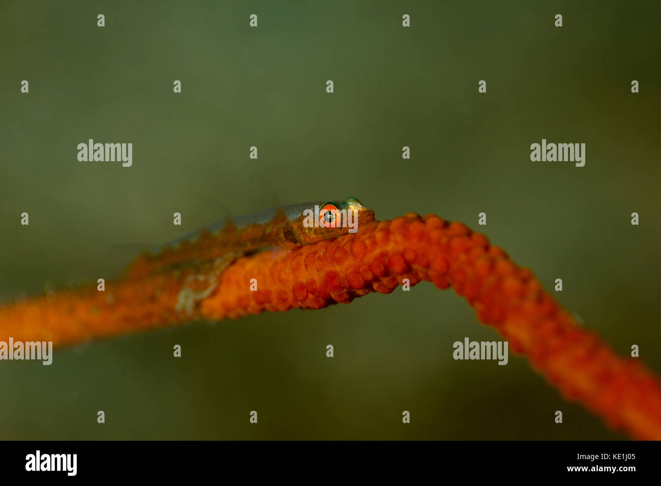 Whip Goby High Resolution Stock Photography and Images - Alamy