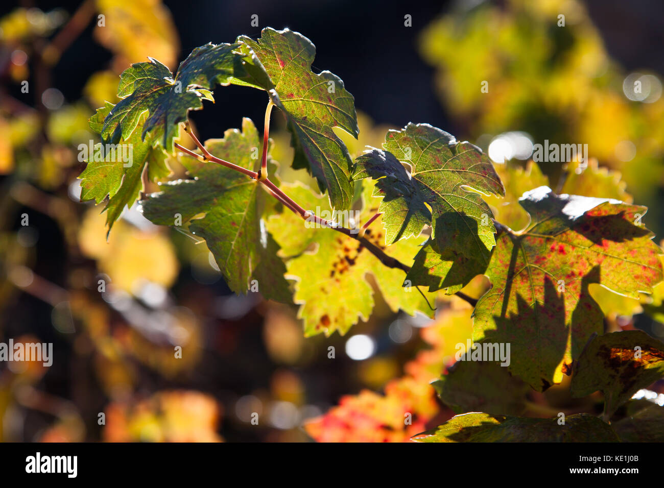 A branch of grape leaves that are just starting to show fall colors ...