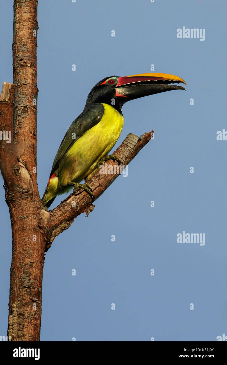 Green Aracari (Pteroglossus viridis) perched on a branch in the ...